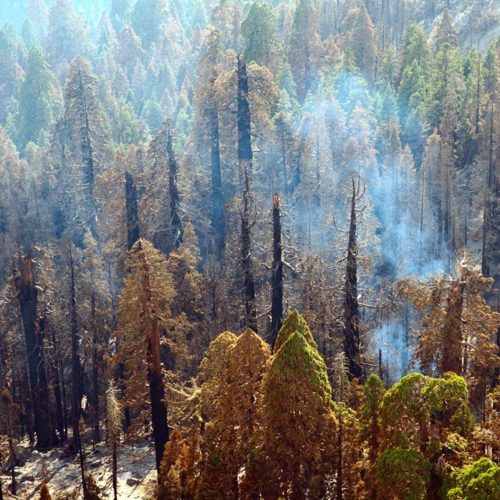 Wildfire 101: Fire Anatomy - RedZone