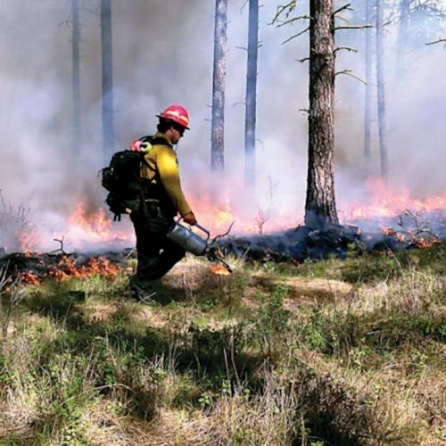 Wildfire 101: Fire Anatomy - RedZone